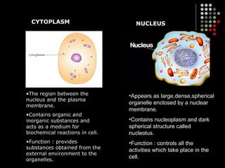 2.1 cell structure and function | PPT