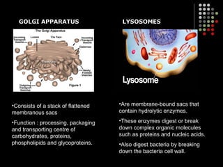 2.1 cell structure and function | PPT