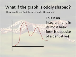 1D graphs, kinematics, and calculus | PPTX