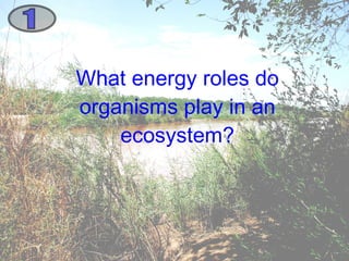 2.1 Energy Flow In Ecosystems | ODP