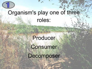 2.1 Energy Flow In Ecosystems | ODP