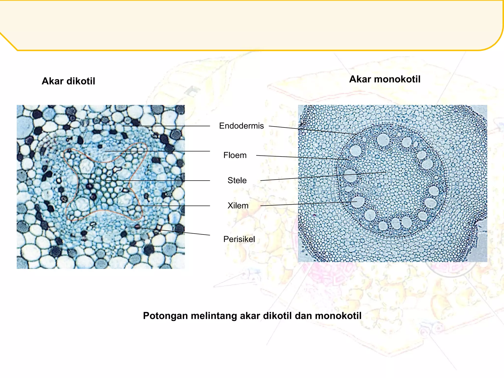 2.1 jaringan tumbuhan | PPT
