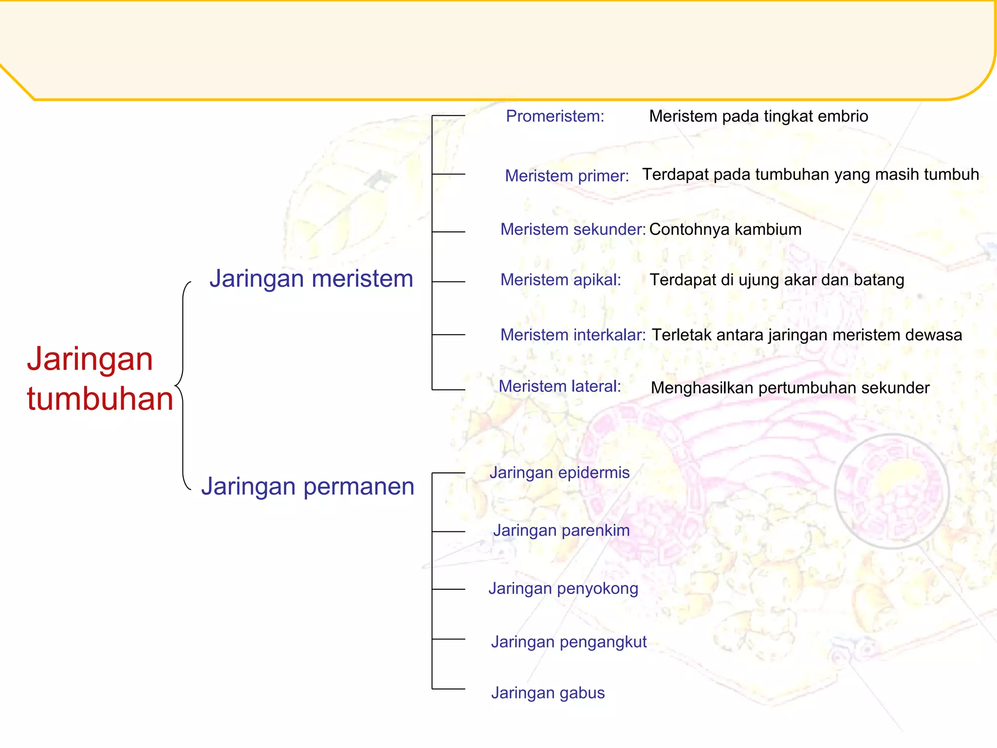 2.1 jaringan tumbuhan | PPT