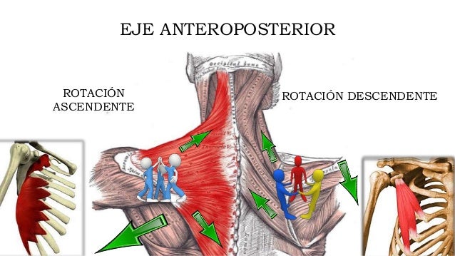 2.2 Musculos escapula