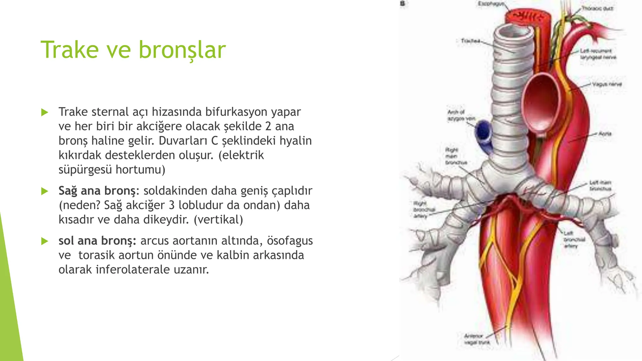 2-2-toraks boşluğu ve akciğer.pptx