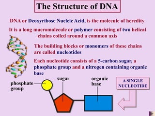 2.5 the nature of dna | PPT