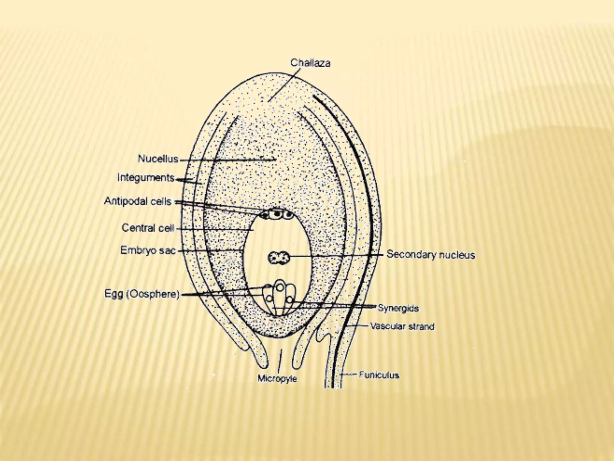 Sexual Reproduction In Flowering Plants | PPTX