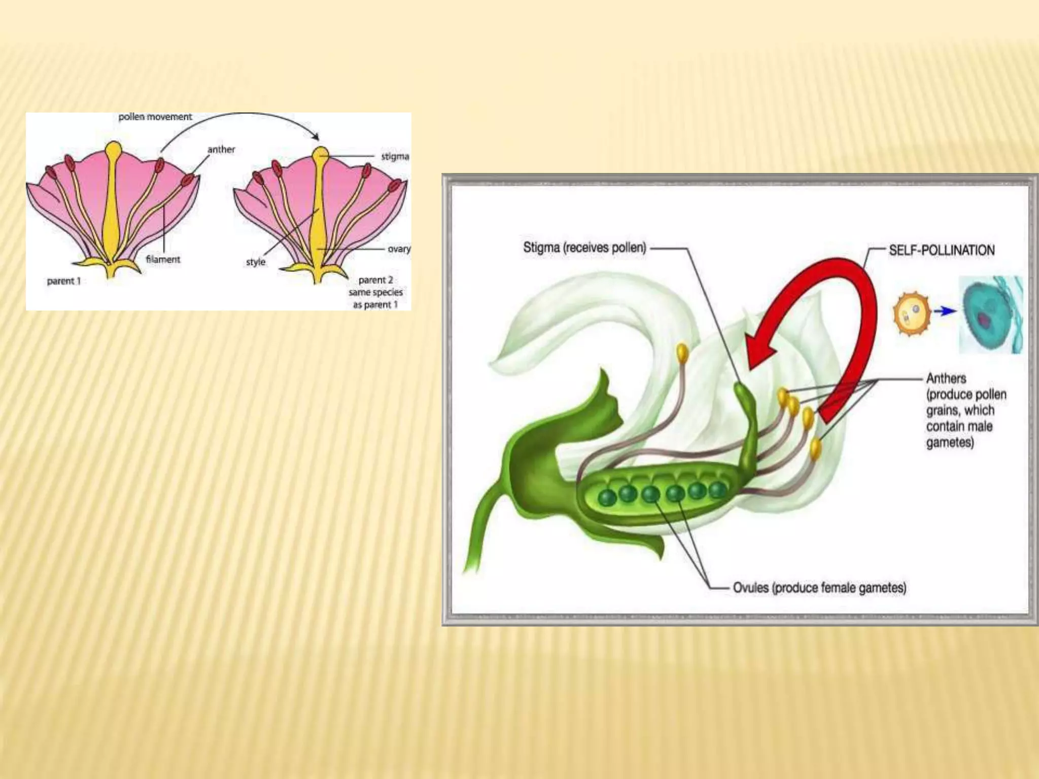 Sexual Reproduction In Flowering Plants | PPTX