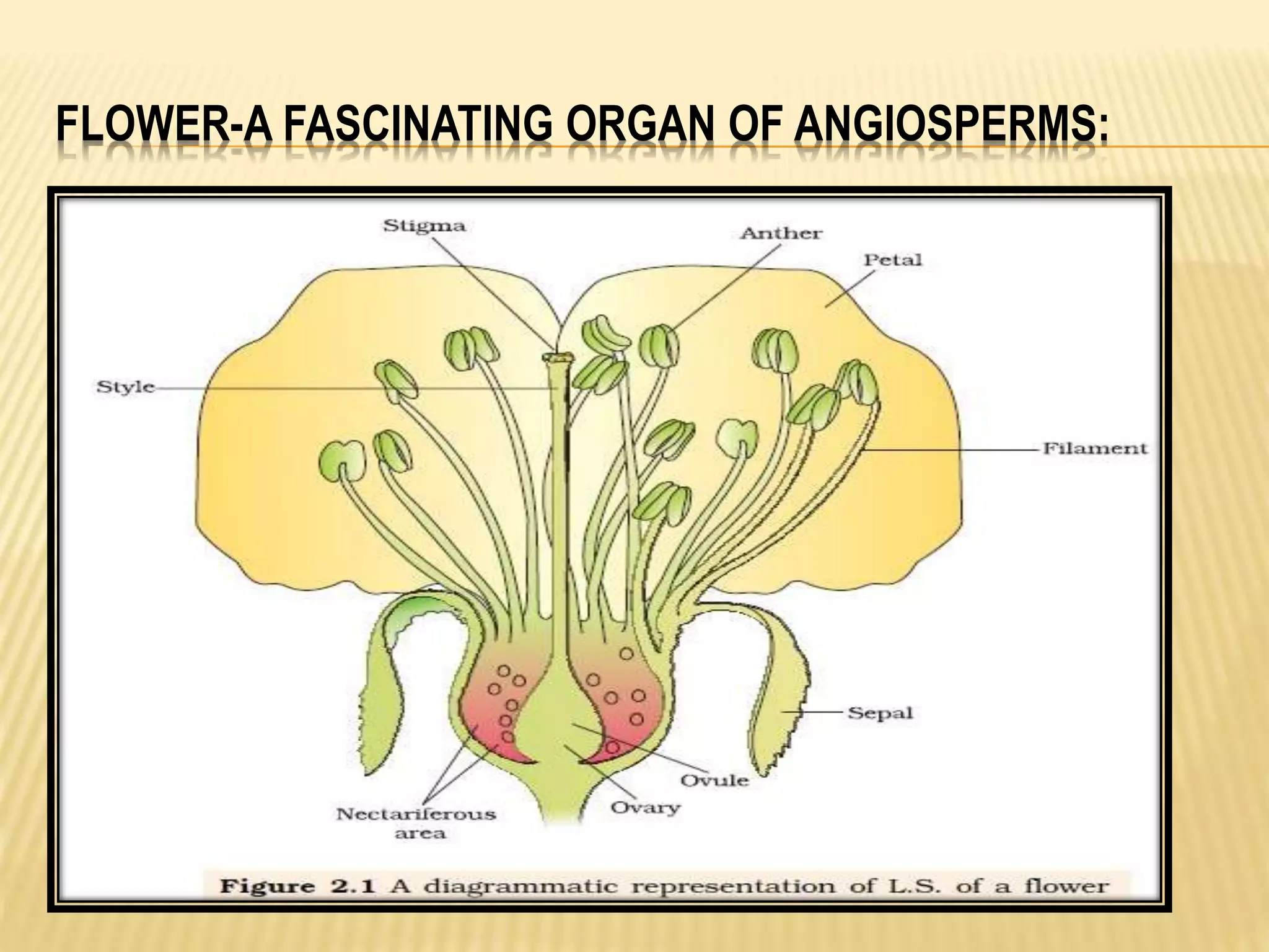 Sexual Reproduction In Flowering Plants | PPTX