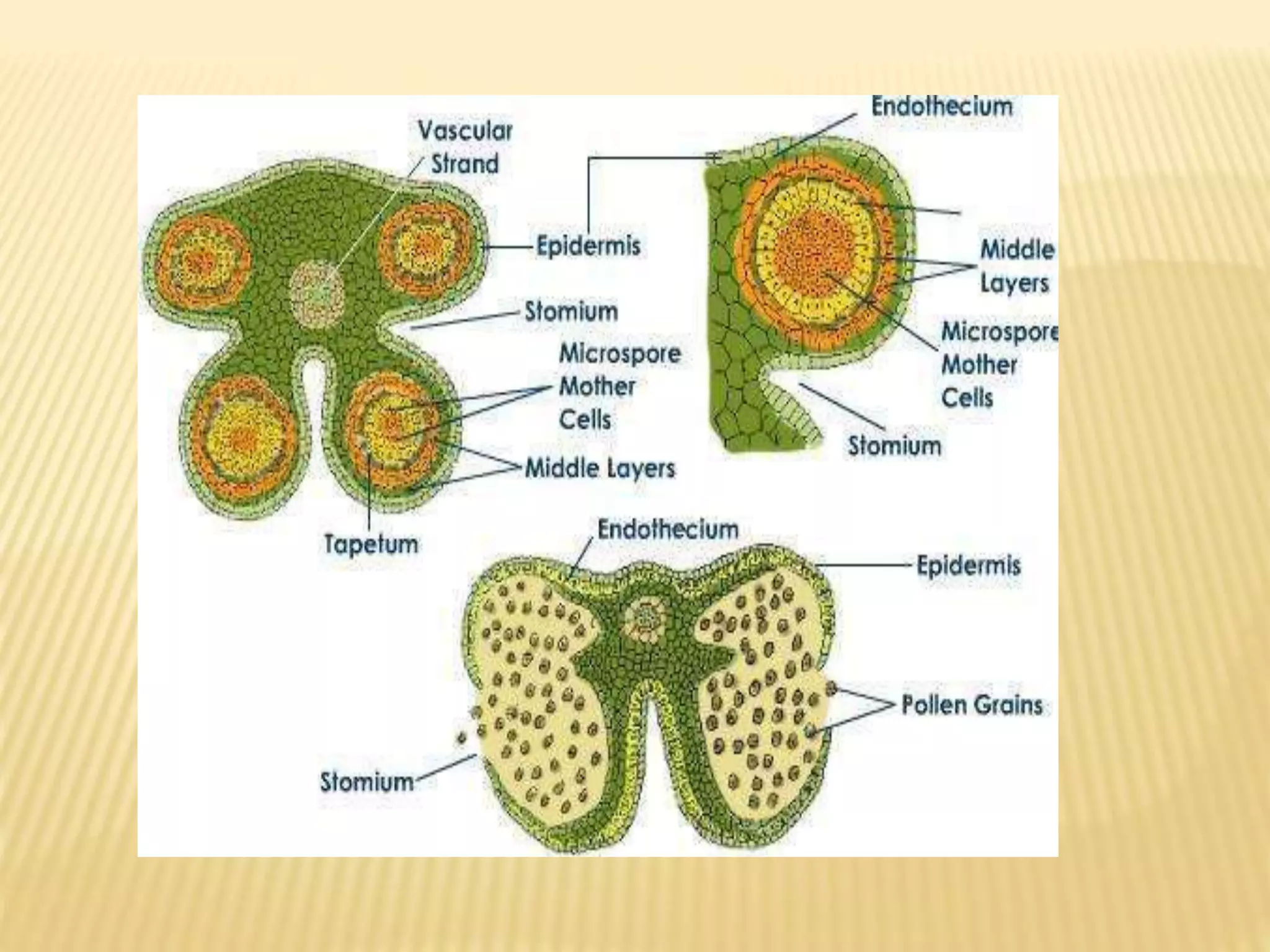 Sexual Reproduction In Flowering Plants | PPTX