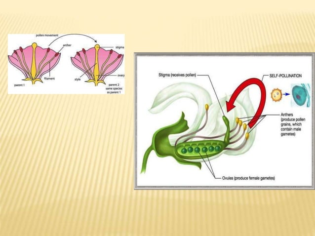 Sexual Reproduction In Flowering Plants | PPTX