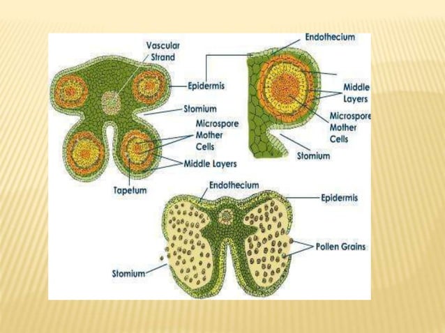Sexual Reproduction In Flowering Plants | PPTX