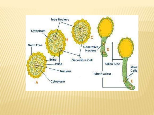 Sexual Reproduction In Flowering Plants | PPTX