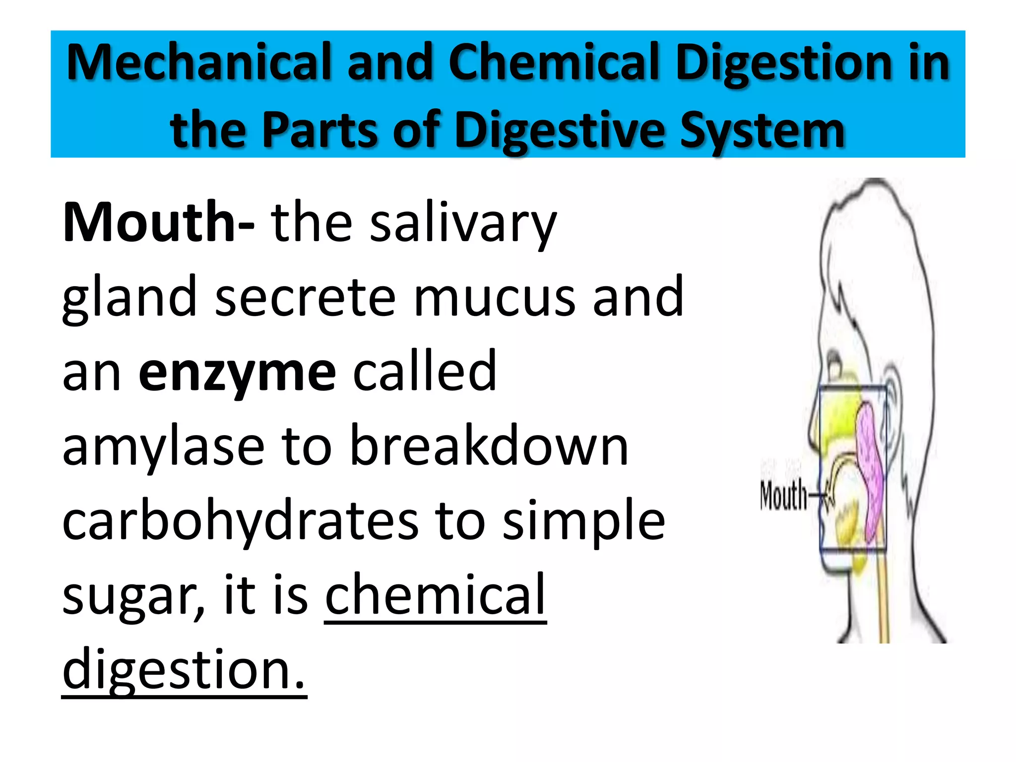 two types of digestion | PPTX