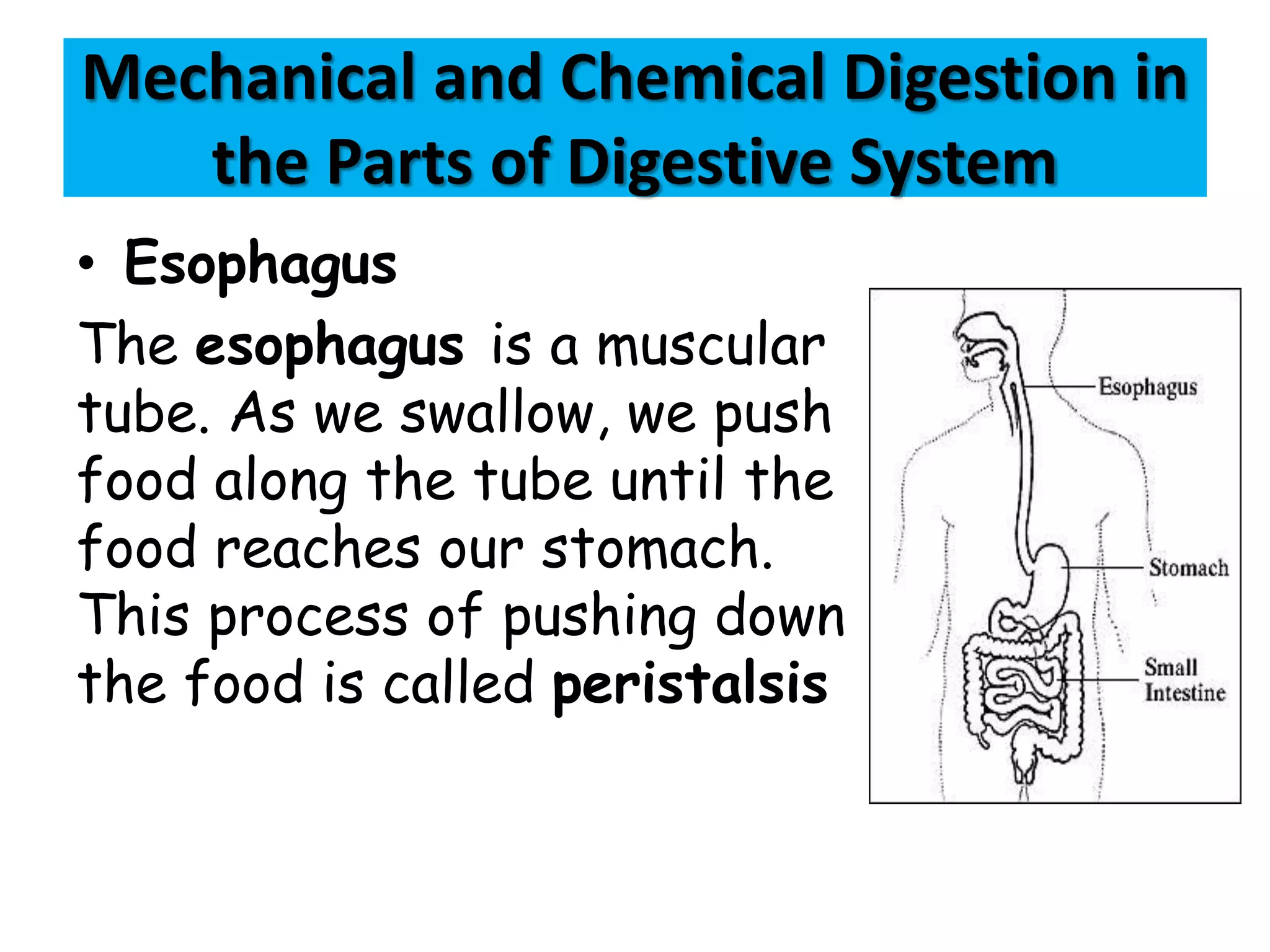 two types of digestion | PPTX