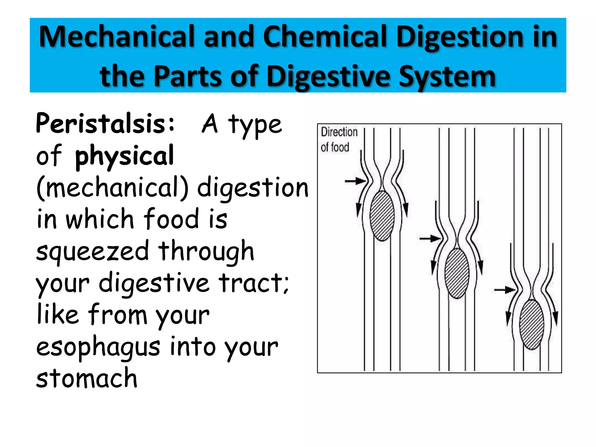 two types of digestion | PPTX