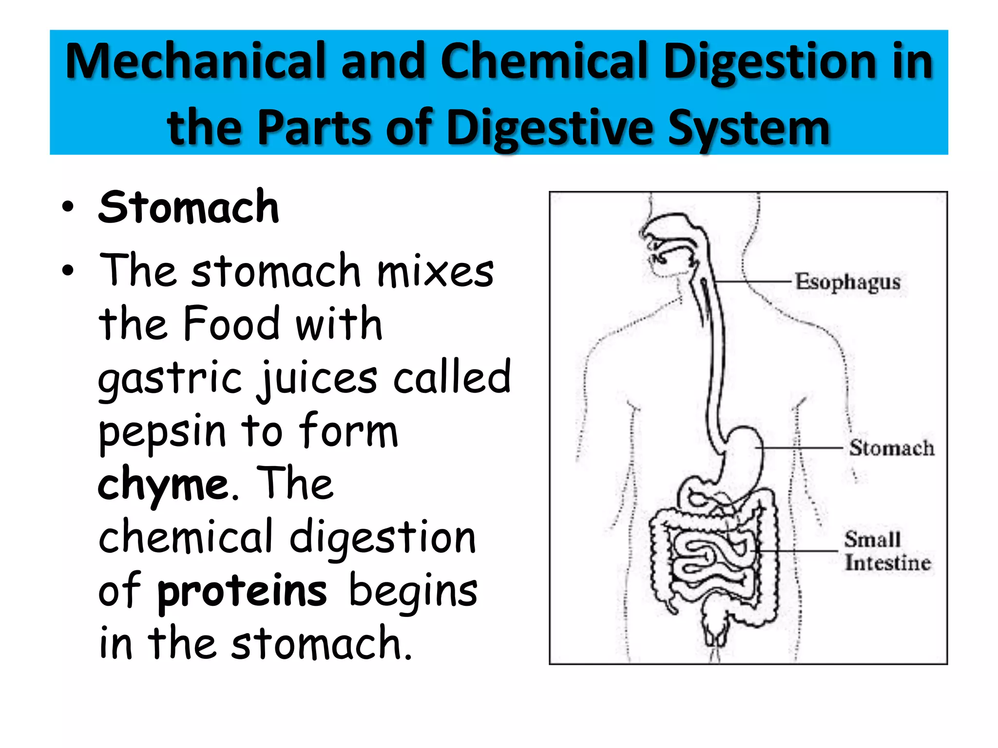 two types of digestion | PPTX