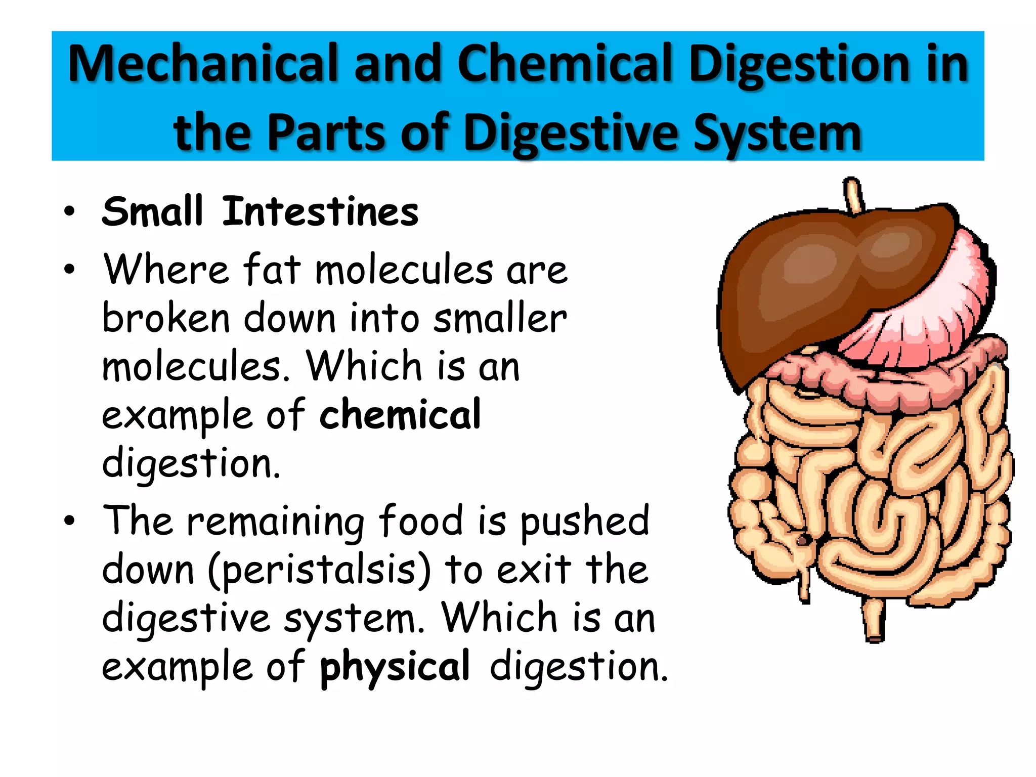 two types of digestion | PPTX