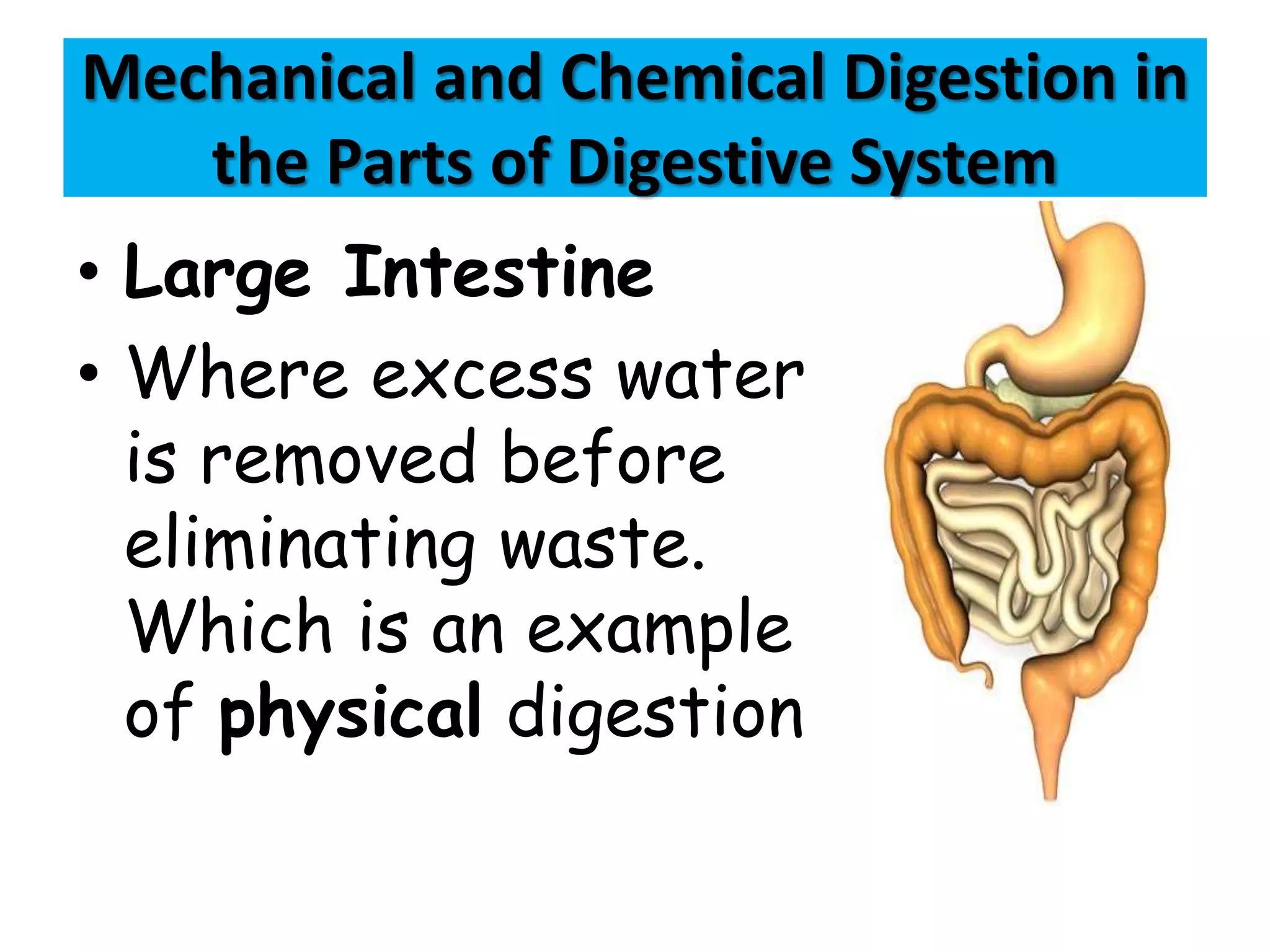 two types of digestion | PPTX