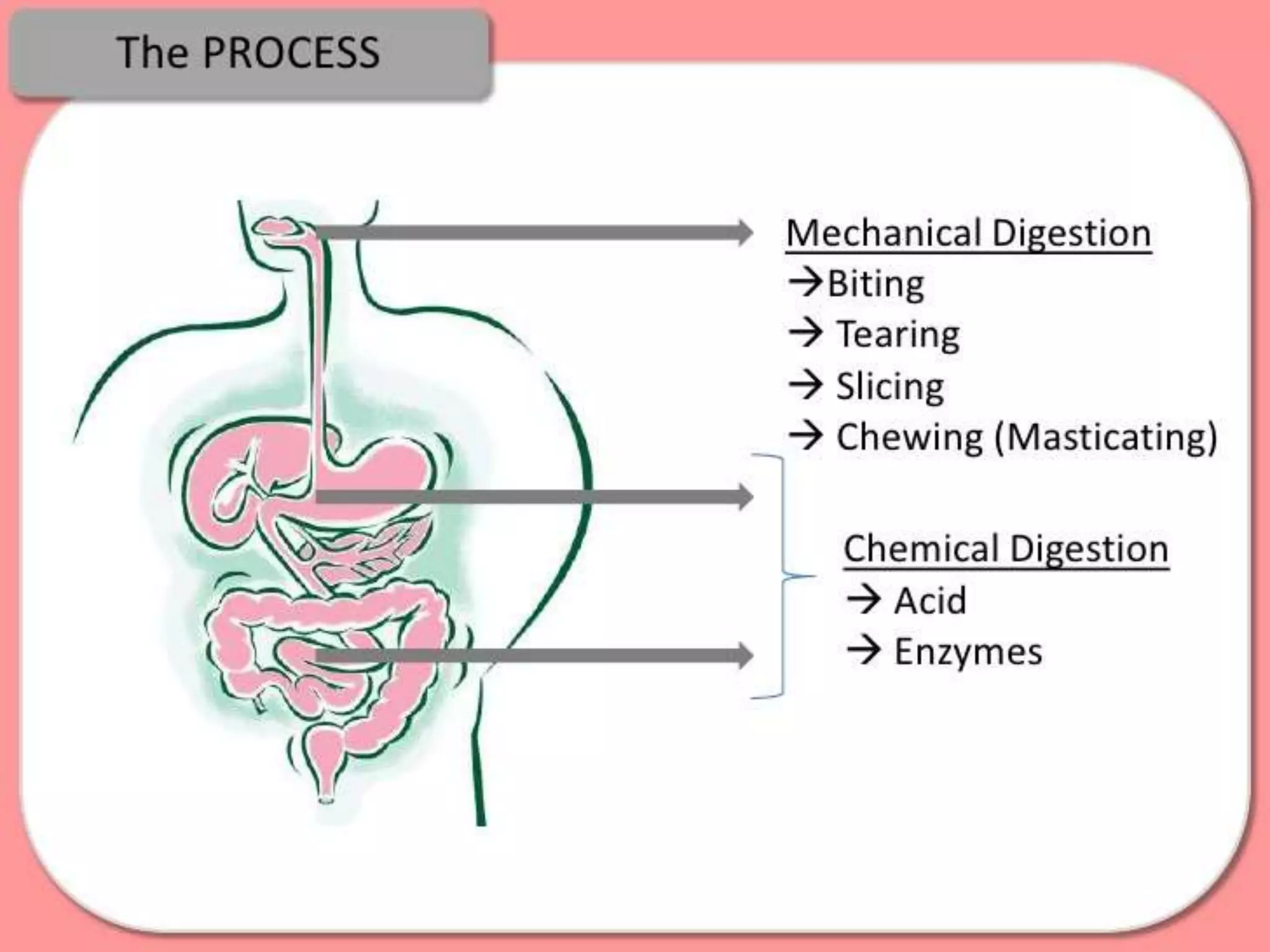 two types of digestion | PPTX