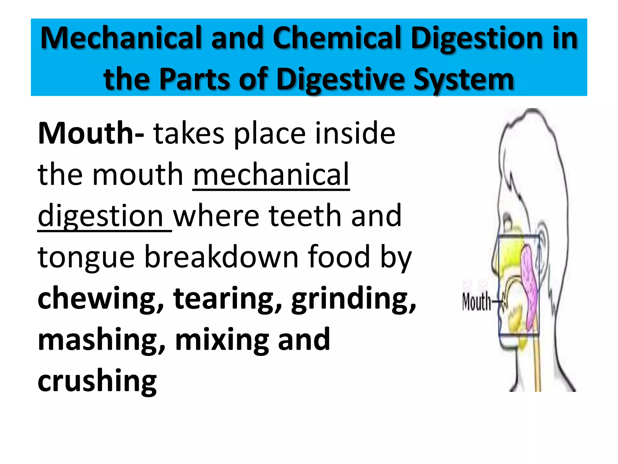 two types of digestion | PPTX