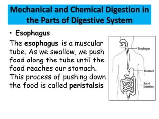 two types of digestion | PPTX