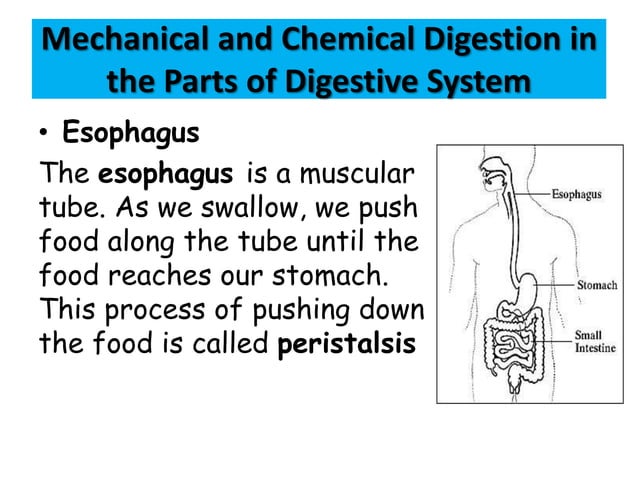 two types of digestion | PPT