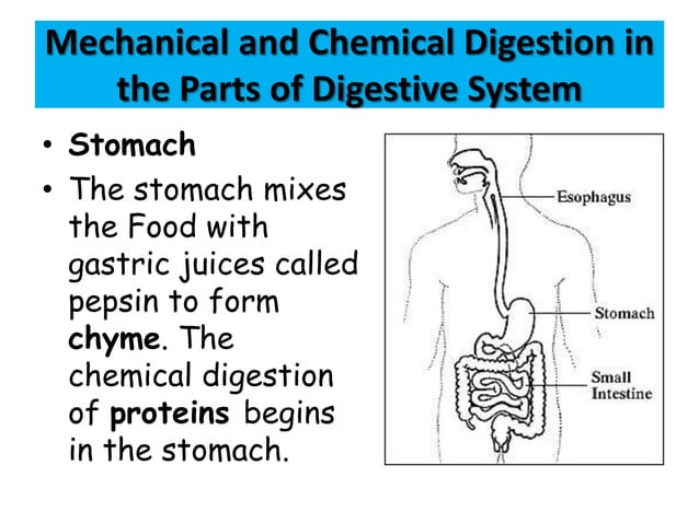 two types of digestion | PPTX | Digestive Disorders | Diseases and ...