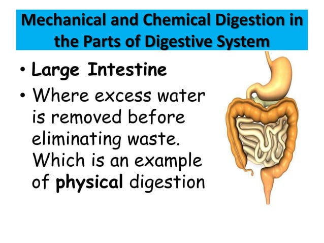 two types of digestion | PPT
