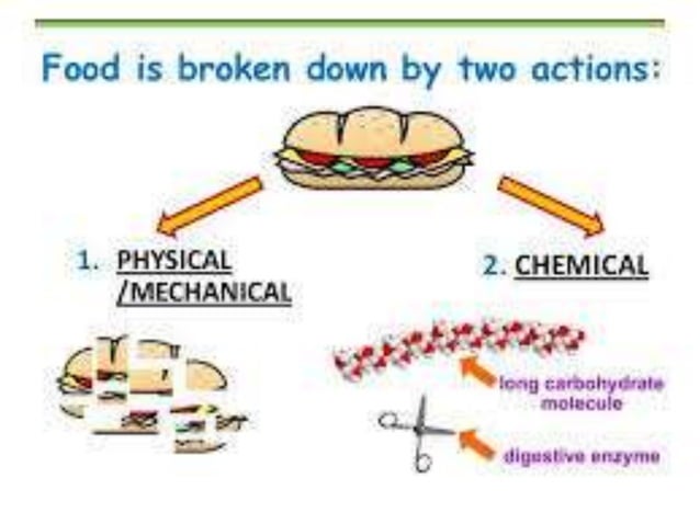 two types of digestion | PPT