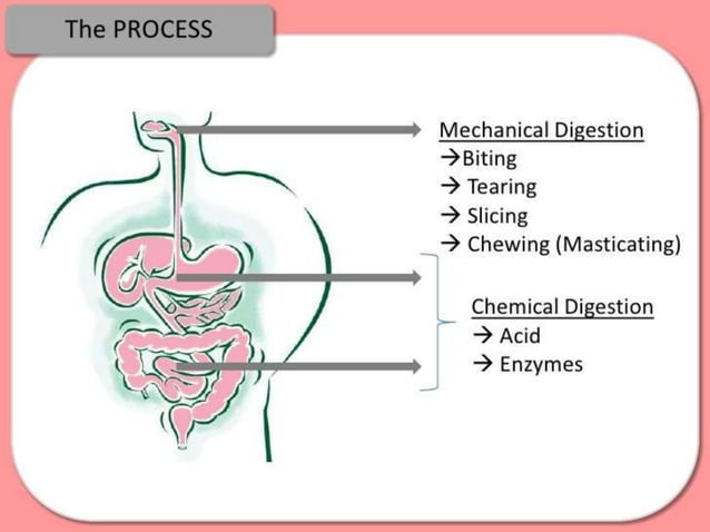 two types of digestion | PPT