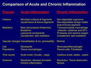 2.Chronic Inflammation | PPT