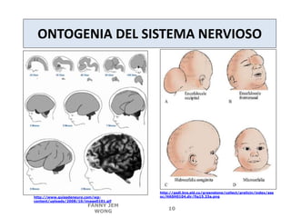 2 .FILOGENIA Y ONTOGENIA DEL SISTEMA NERVIOSO | PPTX