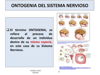 2 .FILOGENIA Y ONTOGENIA DEL SISTEMA NERVIOSO | PPTX