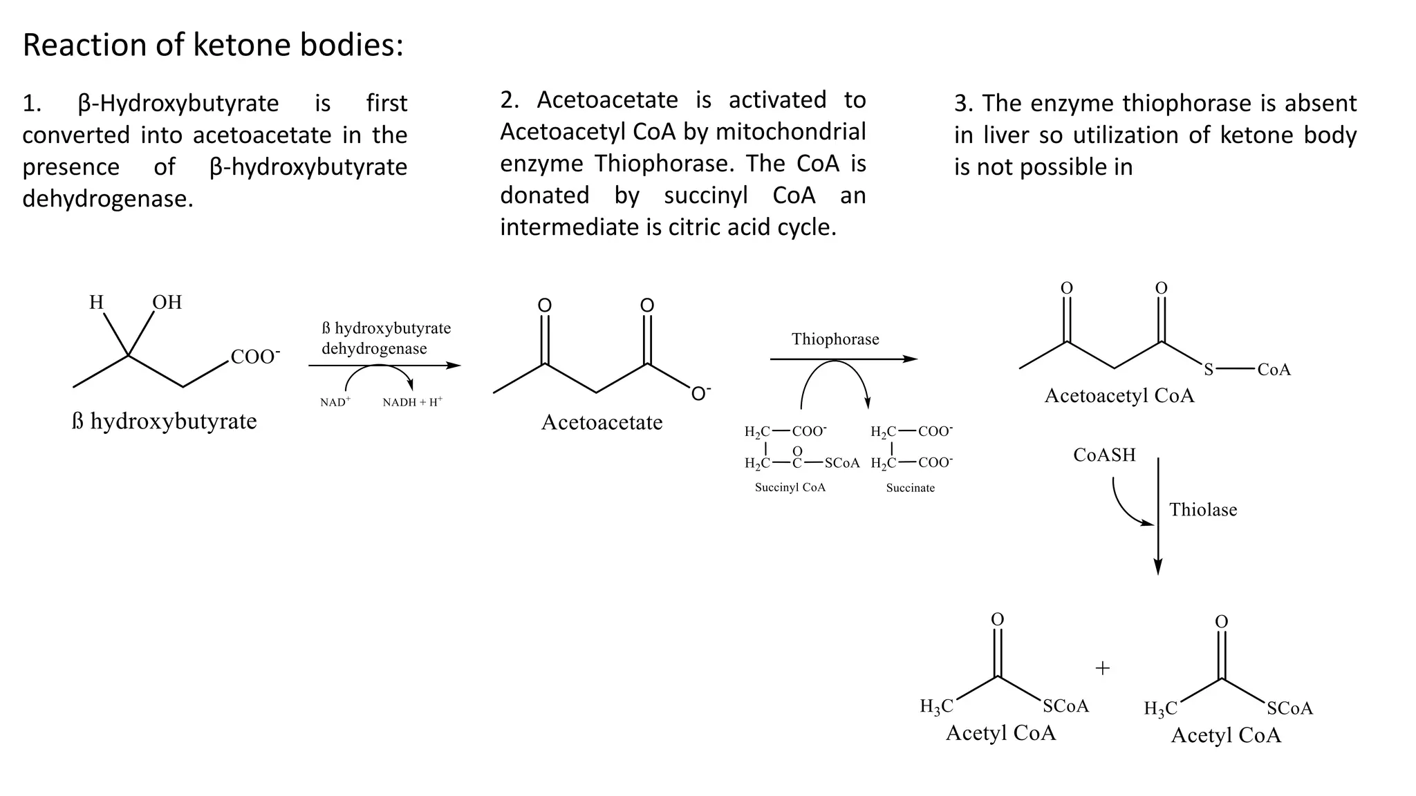 Ketone bodies Generation and utilization | PPTX