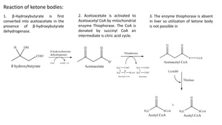 Ketone bodies Generation and utilization | PPTX
