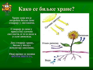 2.prezentacija biljke.-ii-raz | PPT