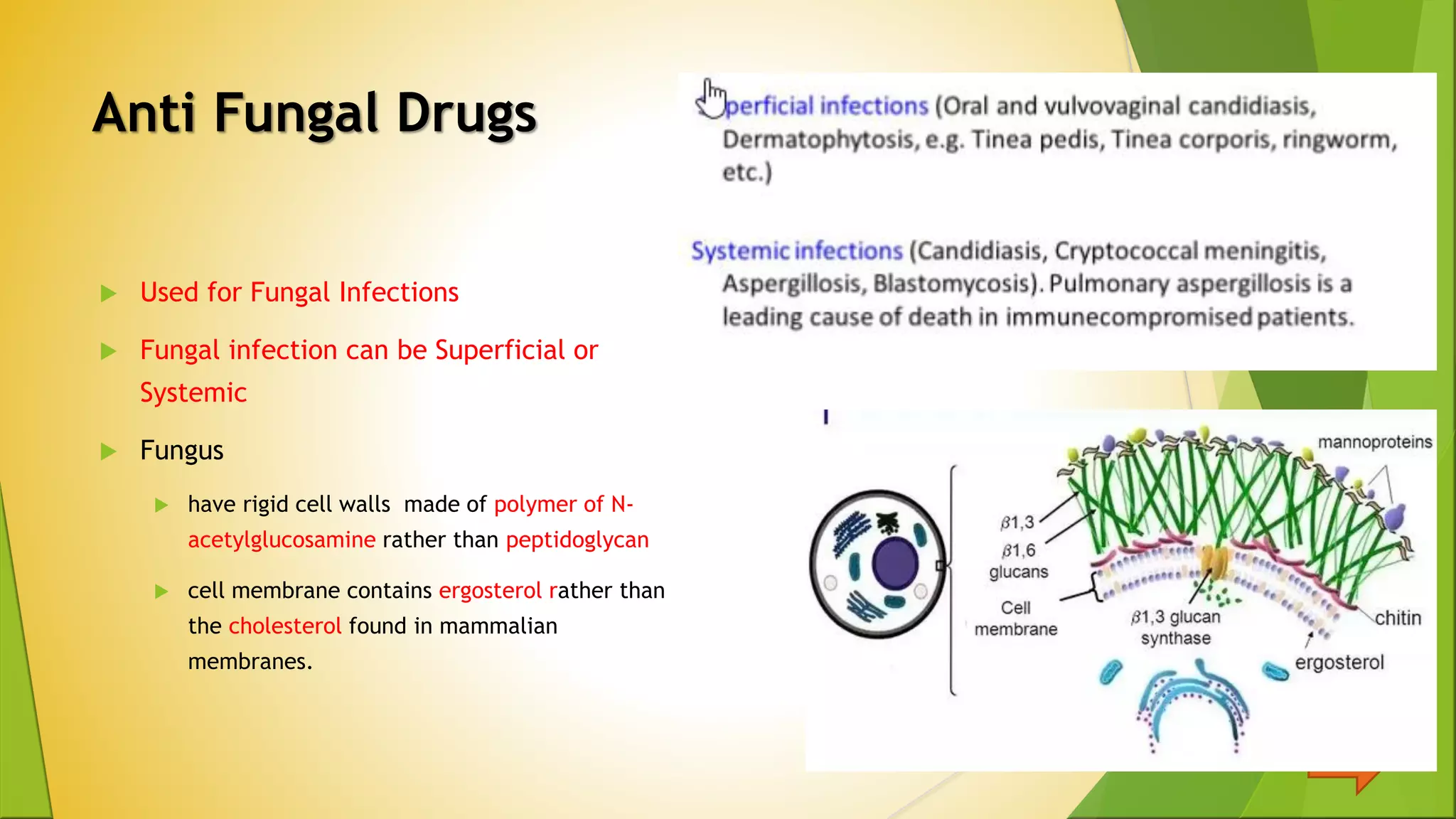 2.5 antimicrobial agents( anti fungal) | PDF