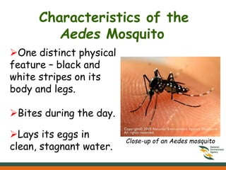 A treat for mosquitoes | PPT