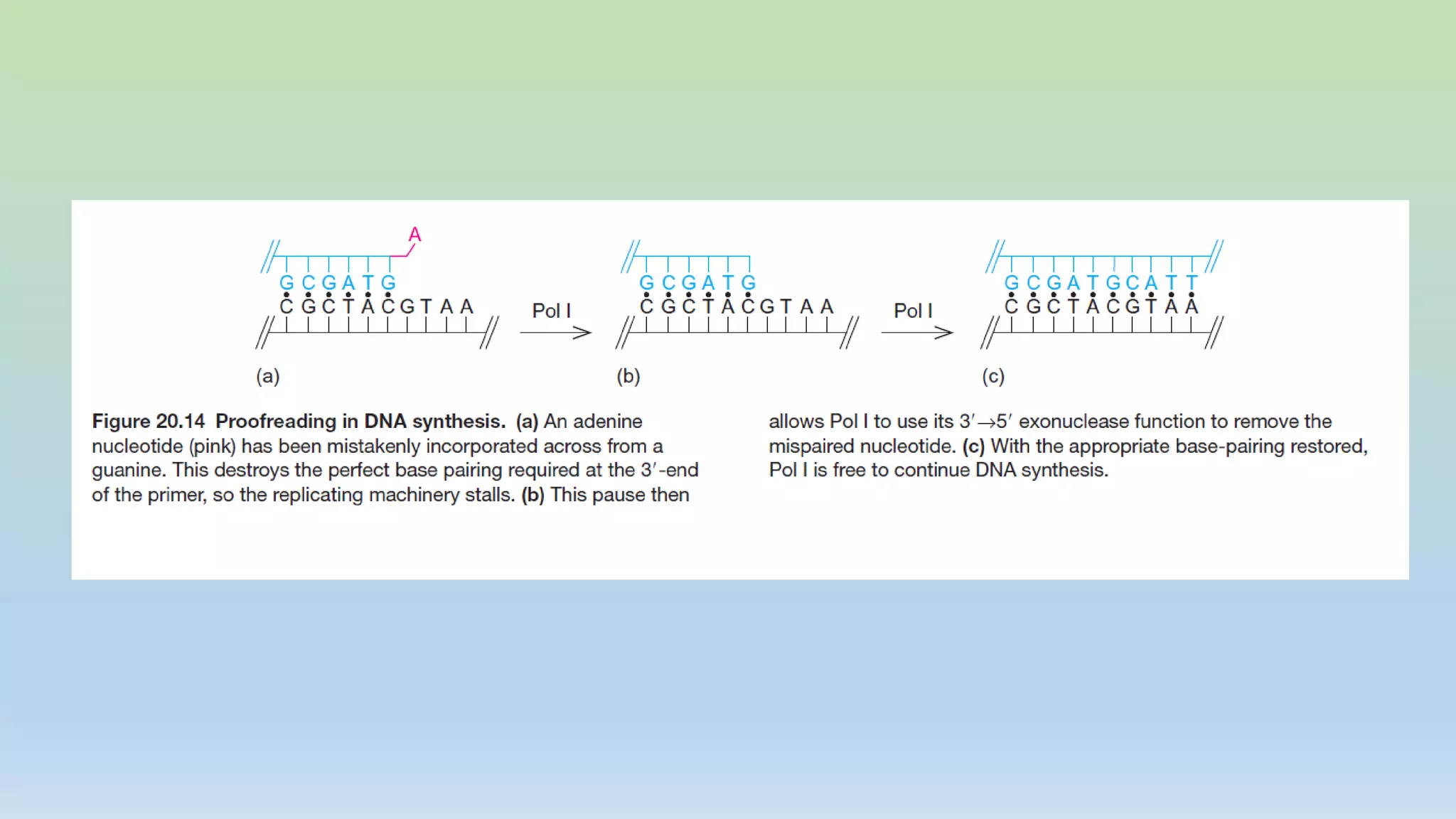 Replication fork in prokaryotic replication | PPTX