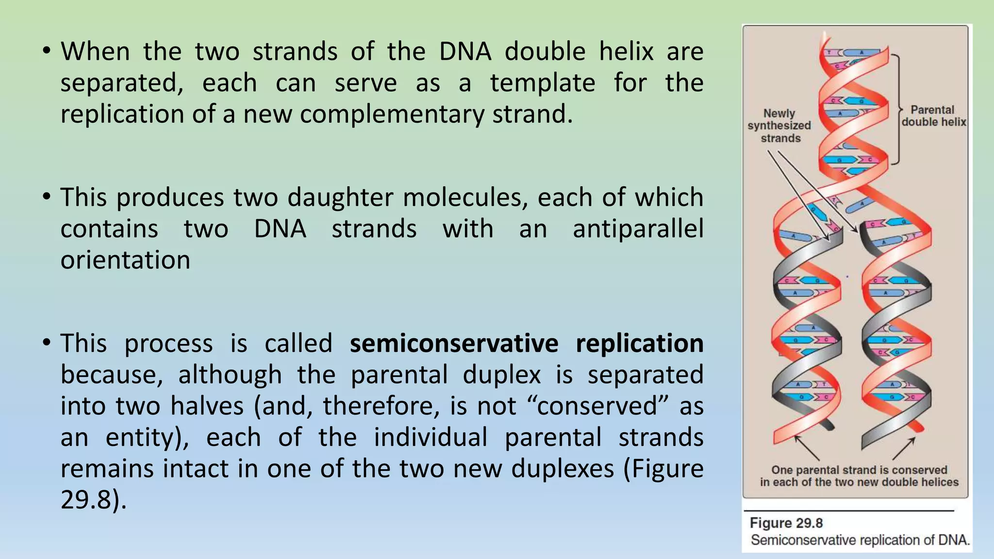 Replication fork in prokaryotic replication | PPTX