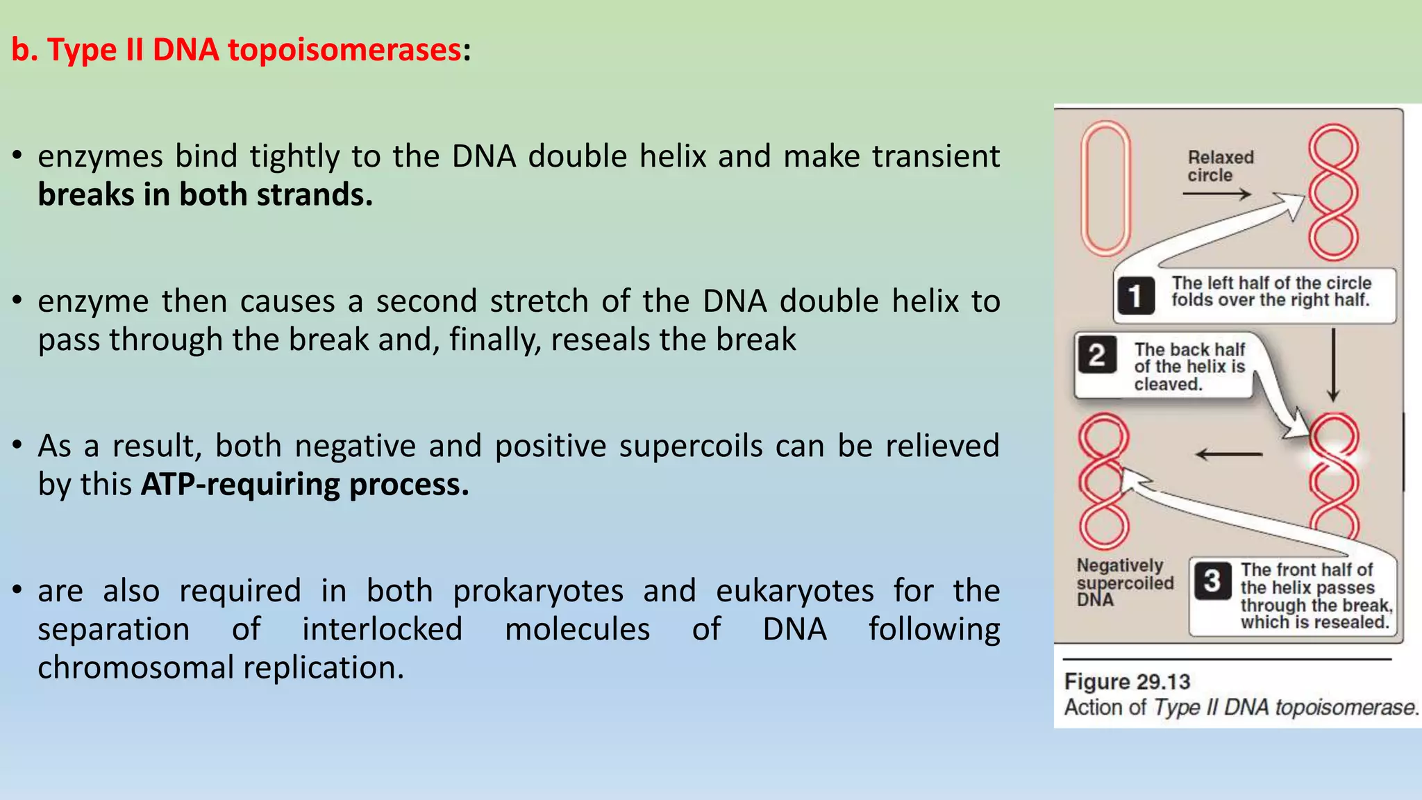Replication fork in prokaryotic replication | PPTX