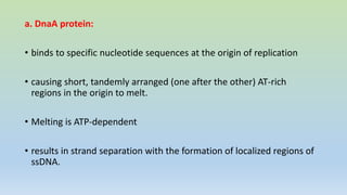 Replication fork in prokaryotic replication | PPTX
