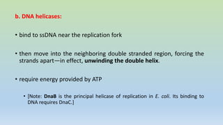 Replication fork in prokaryotic replication | PPTX