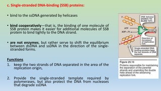 Replication fork in prokaryotic replication | PPTX