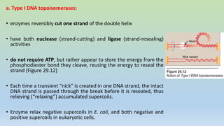 Replication fork in prokaryotic replication | PPTX