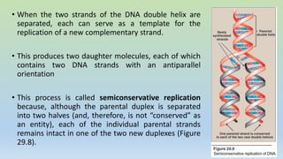 Replication fork in prokaryotic replication | PPTX