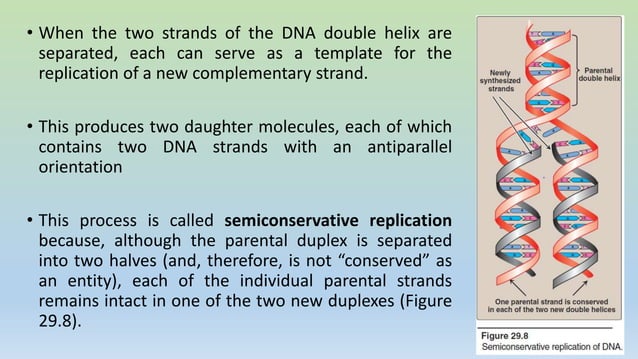Replication fork in prokaryotic replication | PPTX | Chemistry | Science