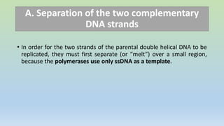 Replication fork in prokaryotic replication | PPTX