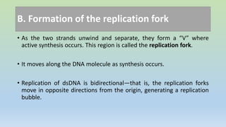 Replication fork in prokaryotic replication | PPTX